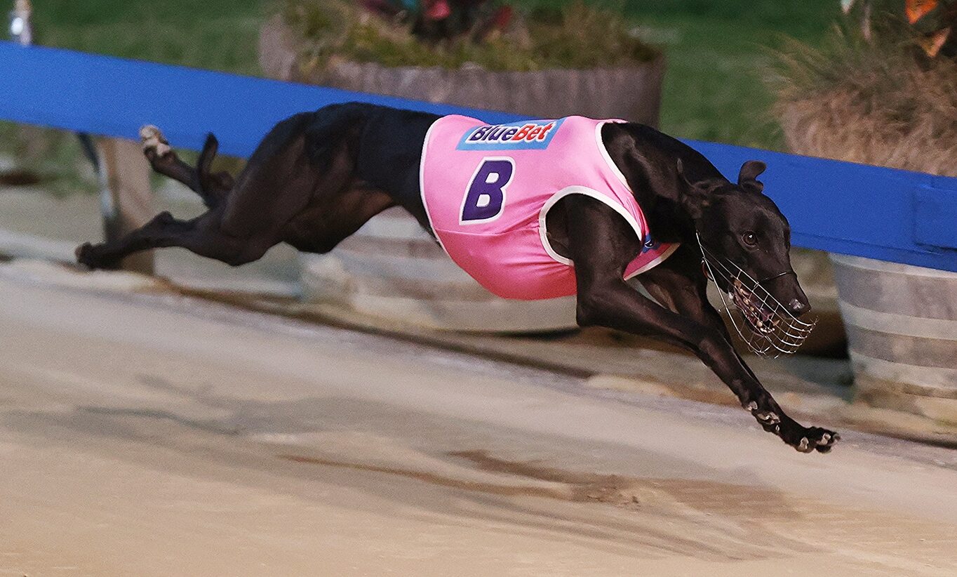 Debra's 'Tough Challenge' Ahead Of Futurity Test - Greyhound Recorder