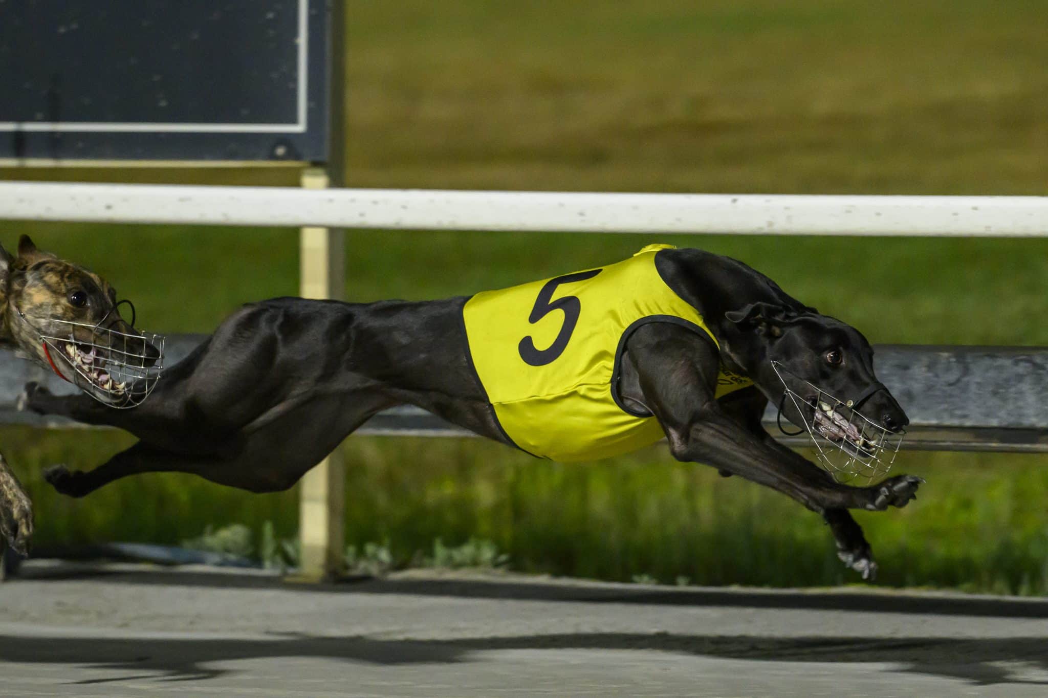 Engrossing Distance Clash Six Months In The Making - Greyhound Recorder