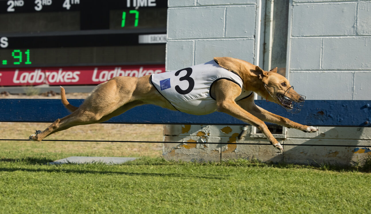 Rapid Rise: She Is Fire Set For Futurity Tilt - Greyhound Recorder