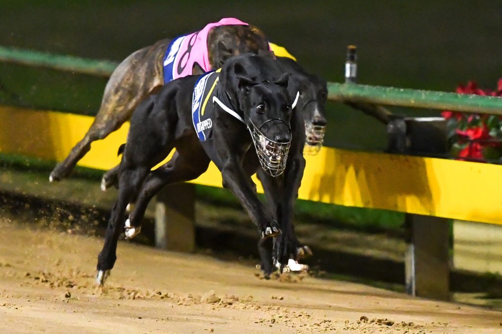 GRV To Restructure As Wagering Returns Worsen - Greyhound Recorder