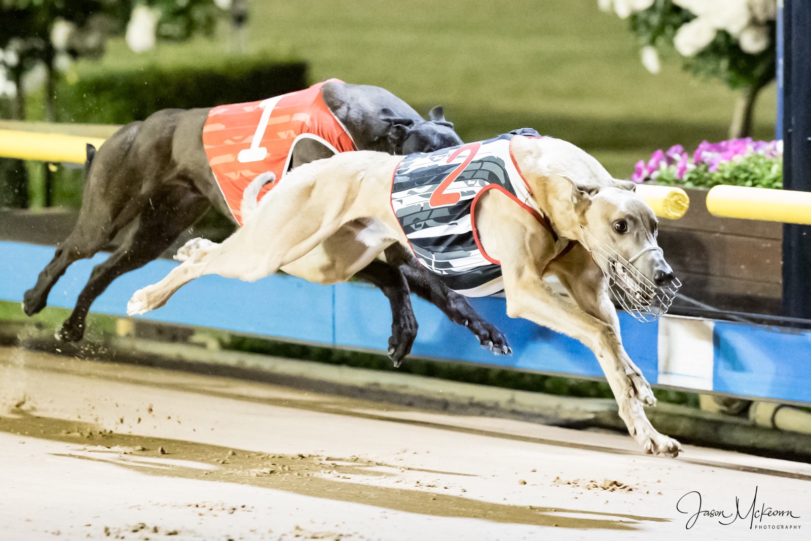 The Sunday Afternoon 'Finish On' - Greyhound Recorder