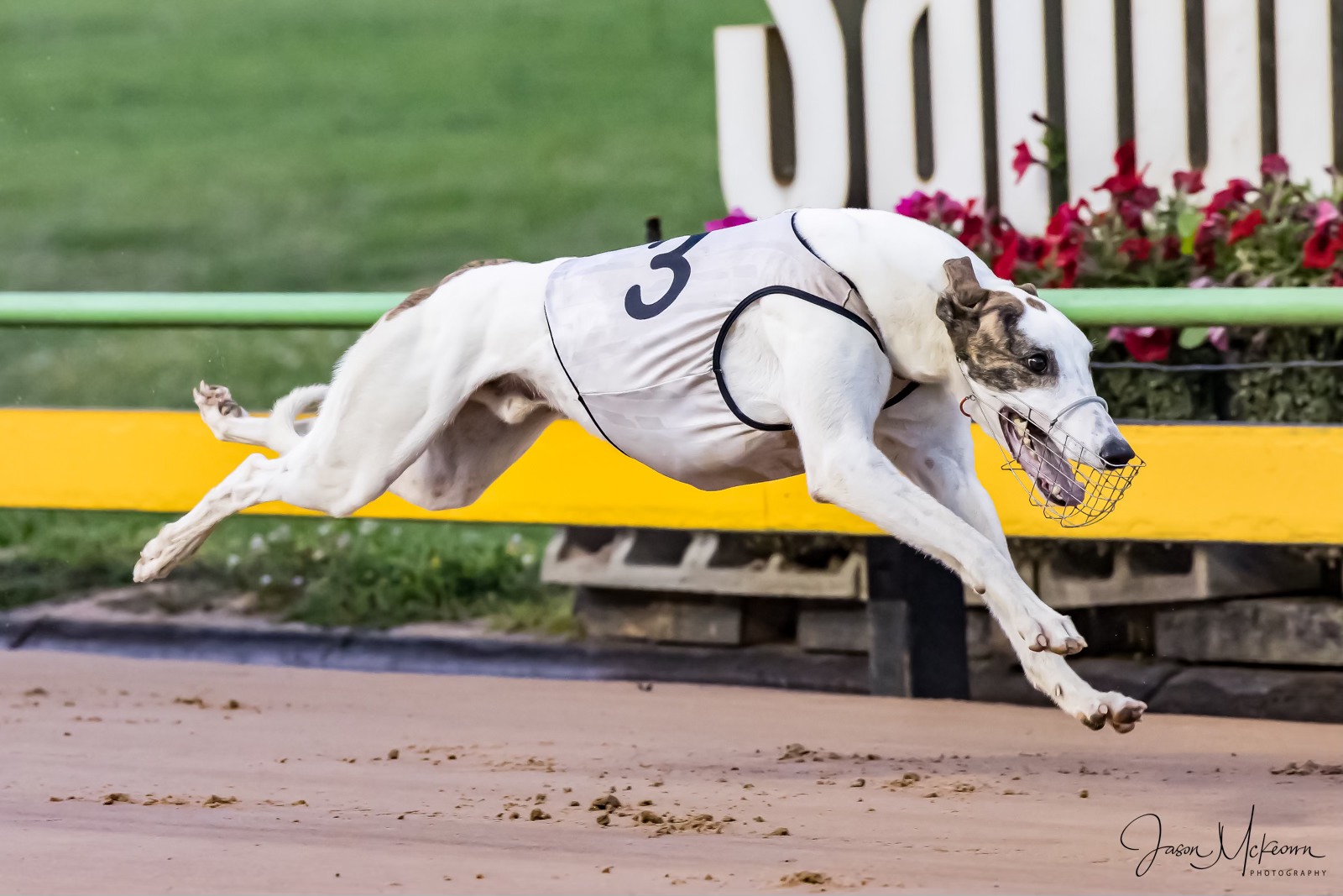 Worthy 'Reward': Mepunga Set For Brisbane Belter - Greyhound Recorder