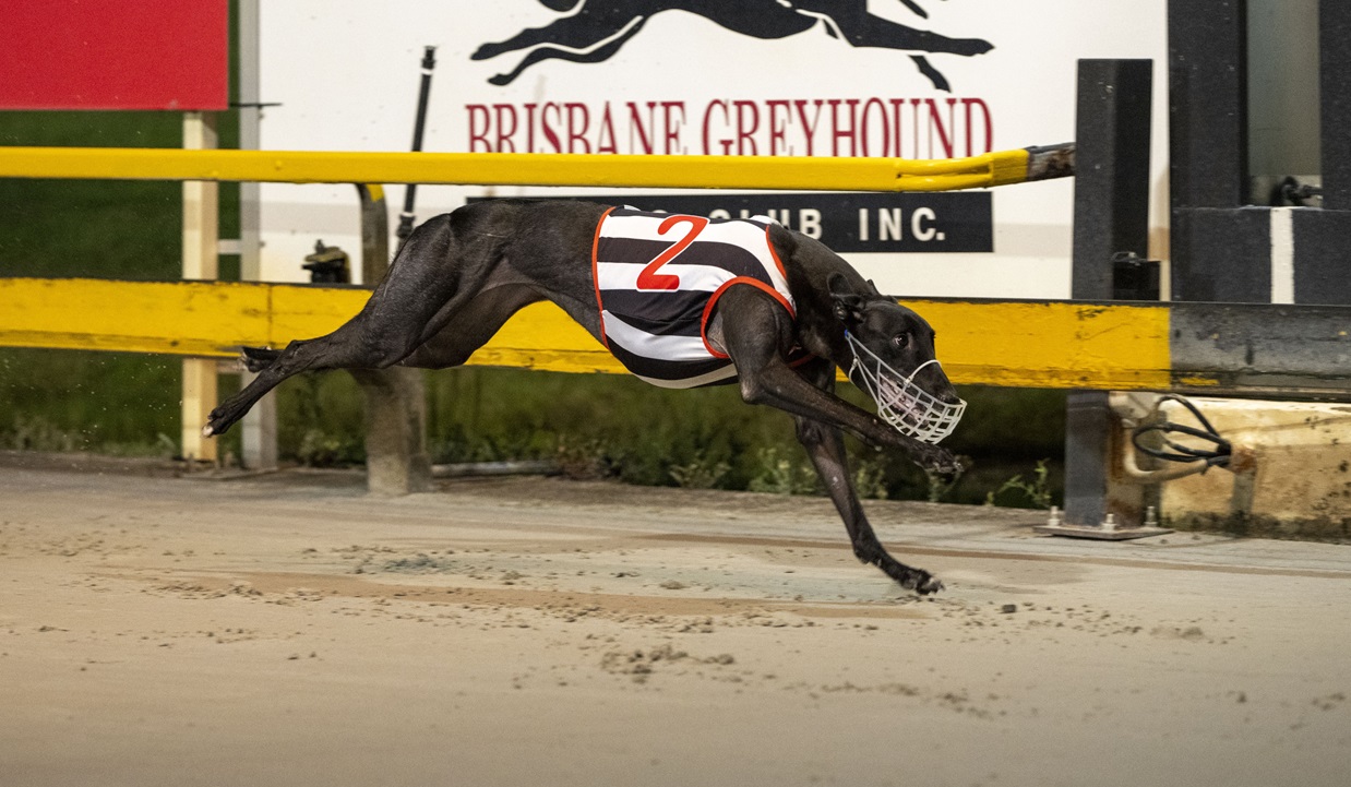 Rupee Up And Running With First City Winner - Greyhound Recorder