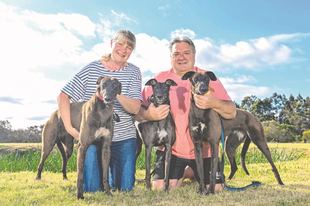 Without A Trace 'White-Hot' For Fireball Finale - Greyhound Recorder