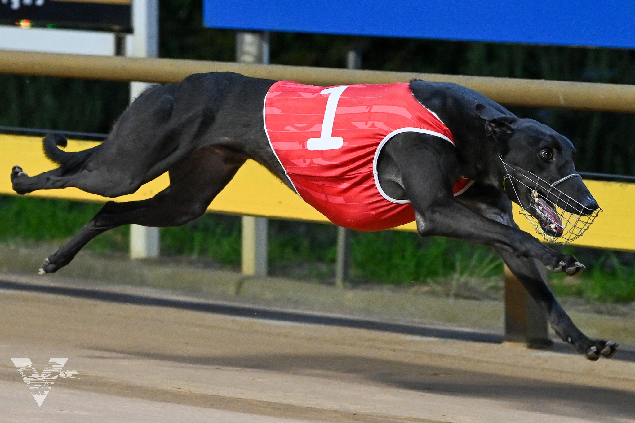 Douch Unleashes Fab Five In Traralgon Cup - Greyhound Recorder