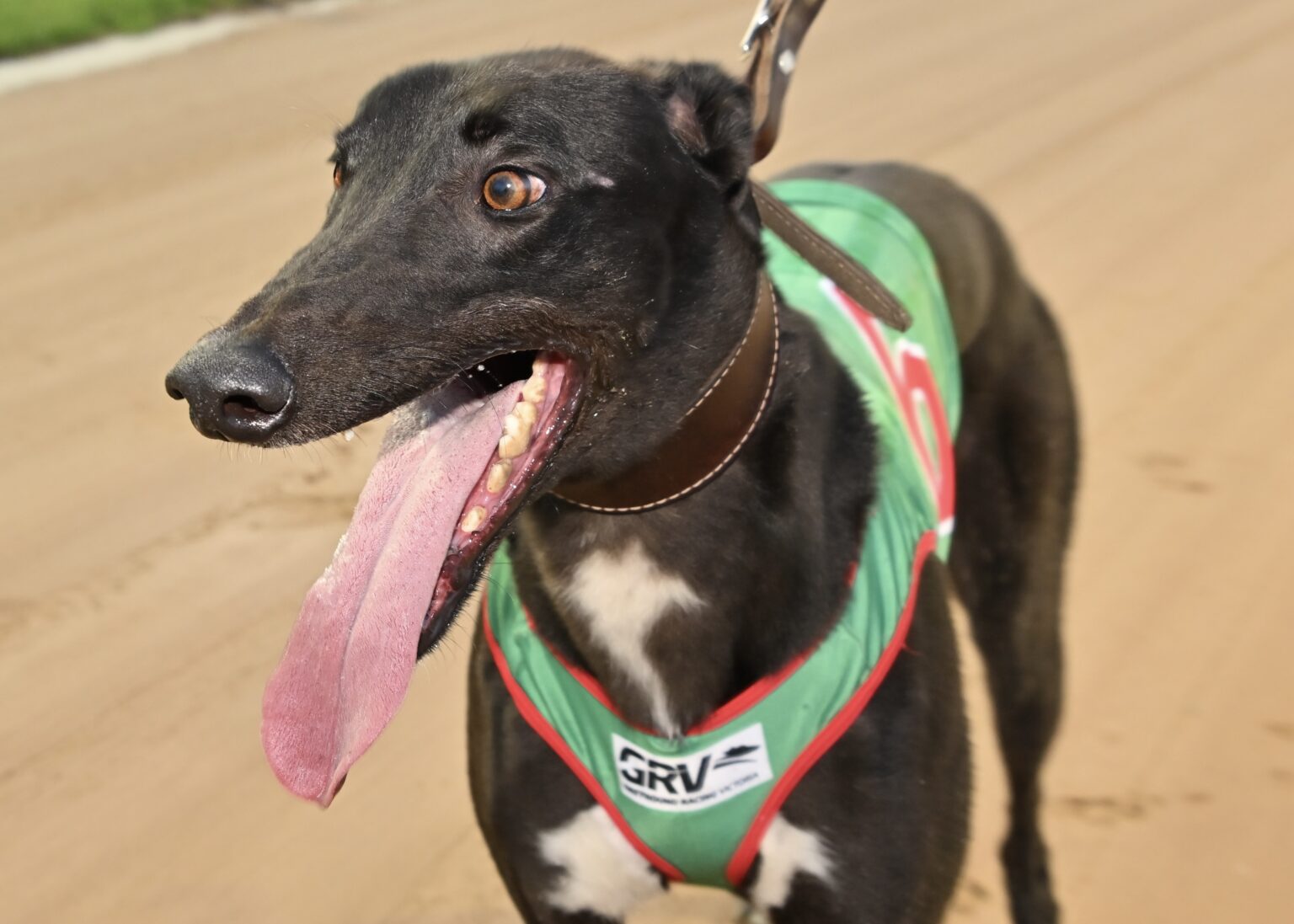 Clark's 'Free Throw At Stumps' In Traralgon Cup - Greyhound Recorder