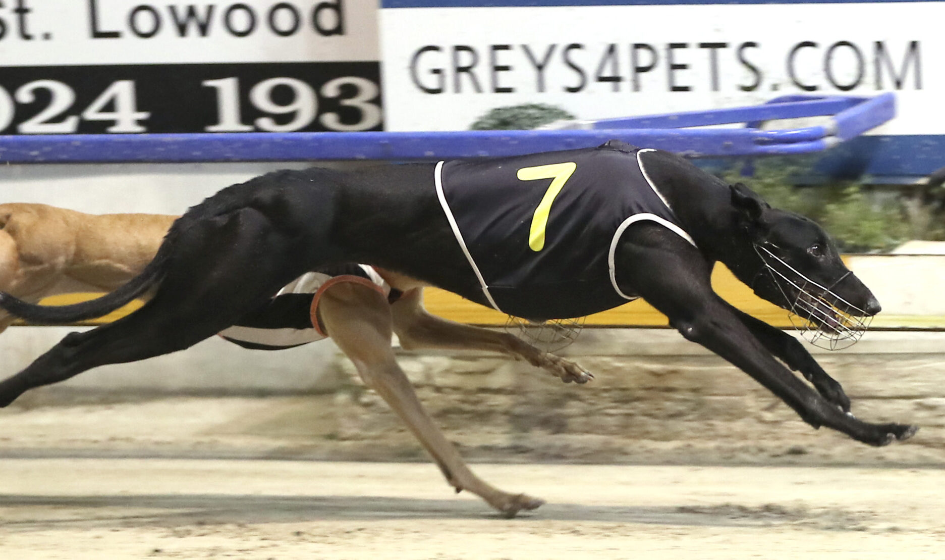 Perseverance Pays Off With That's Nuts - Greyhound Recorder