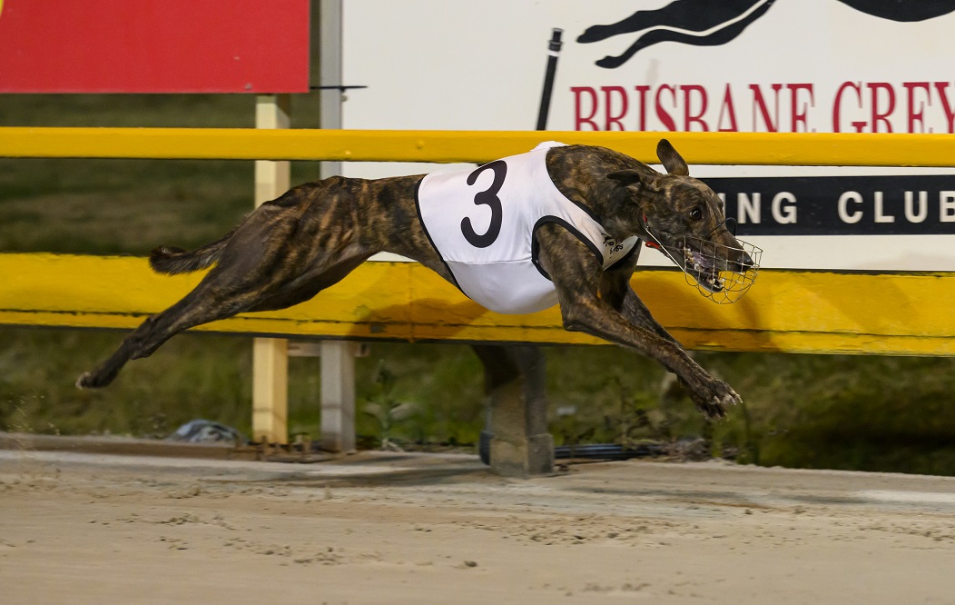 Can Elson Spoil Jay Is Jay's Bullion Party - Again? - Greyhound Recorder
