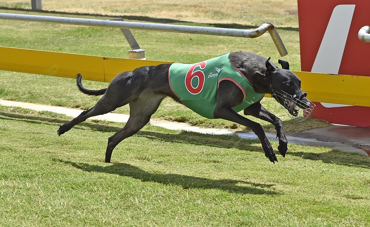 Gatt's Shrewd Muswellbrook Cup Tilt Pays Off