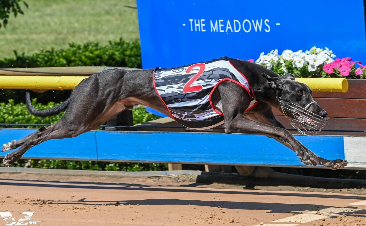 Thompson Issues 'Explicit' Temlee Warning - Greyhound Recorder