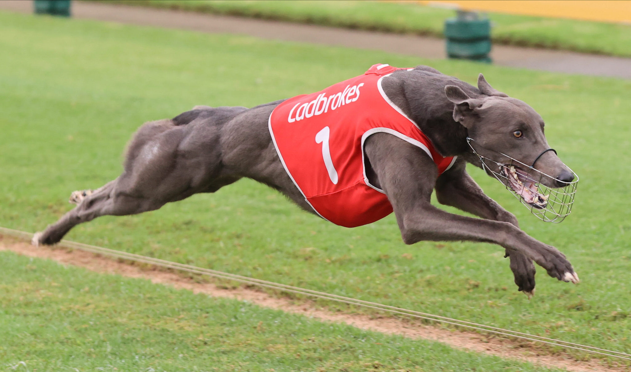 Hawkins Sets Sights On Richmond Winning Double - Greyhound Recorder