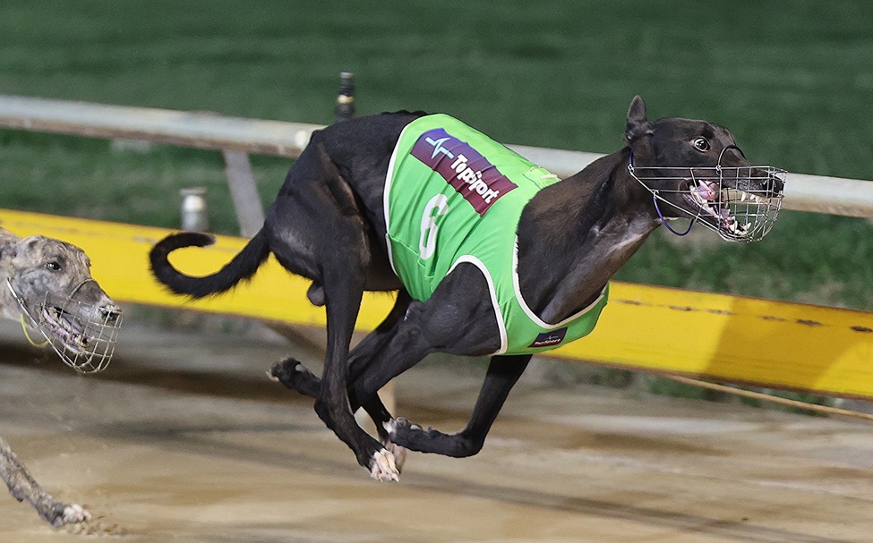 Carruthers Eyes More Gardens Maiden Magic - Greyhound Recorder