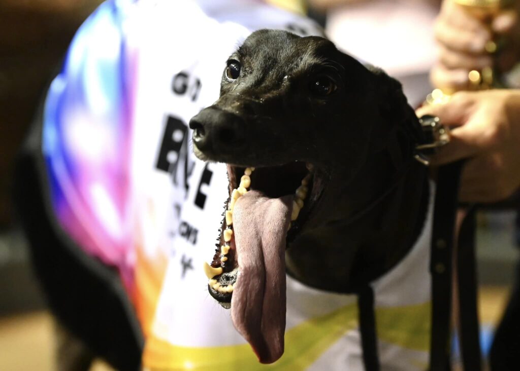 How Bernardo Rose To Stud Superstardom - Greyhound Recorder