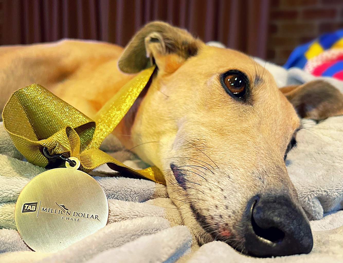 Magri Eyes ‘Mega' Bucks In Bulli Gold Cup - Greyhound Recorder