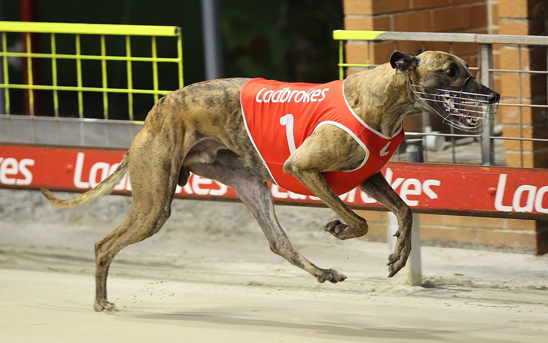 Zipping Megatron At Stud Dog - The Greyhound Recorder