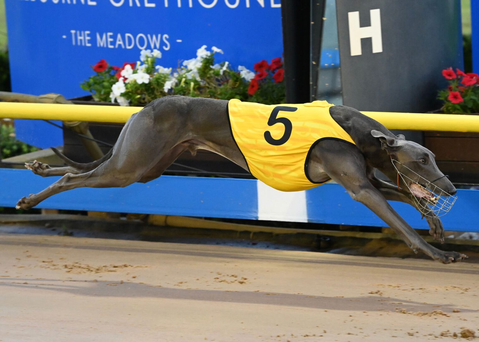 Temlee Snub Spurs Hector's Cup Statement - Greyhound Recorder