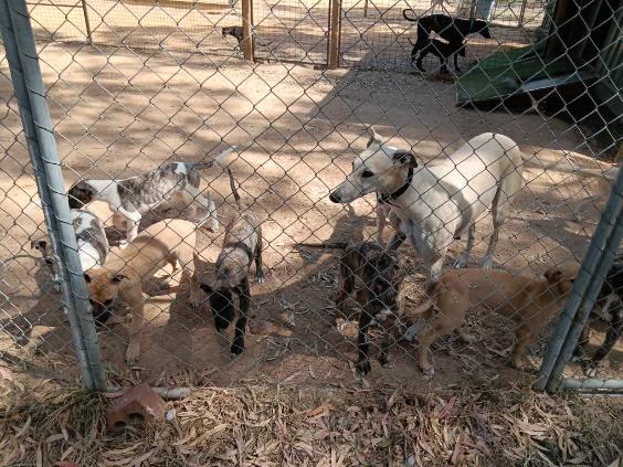 Regally Bred Fernando Bale Pups Hit The Market - Greyhound Recorder