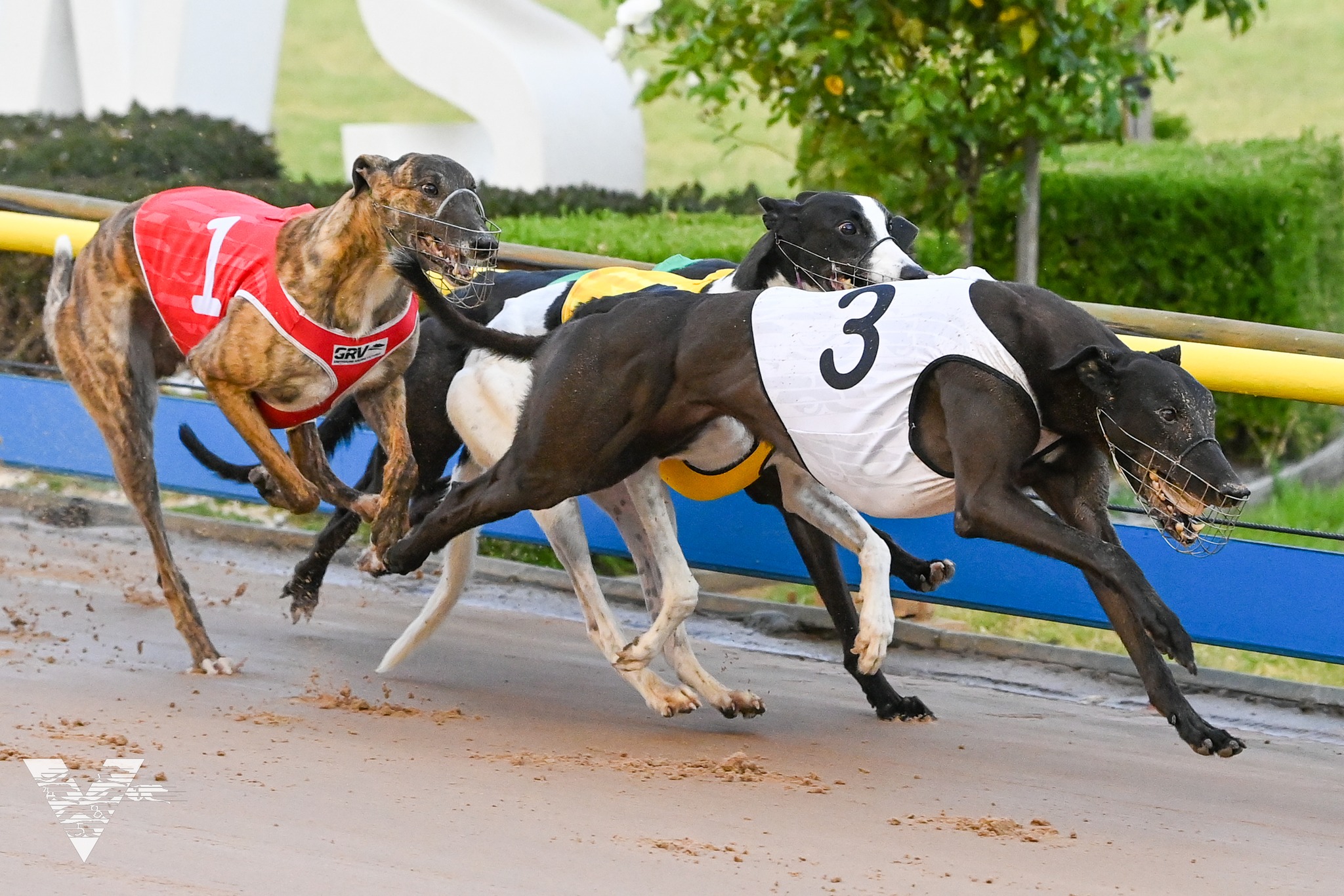 Palawa King Adds Firepower To Classic - Greyhound Recorder