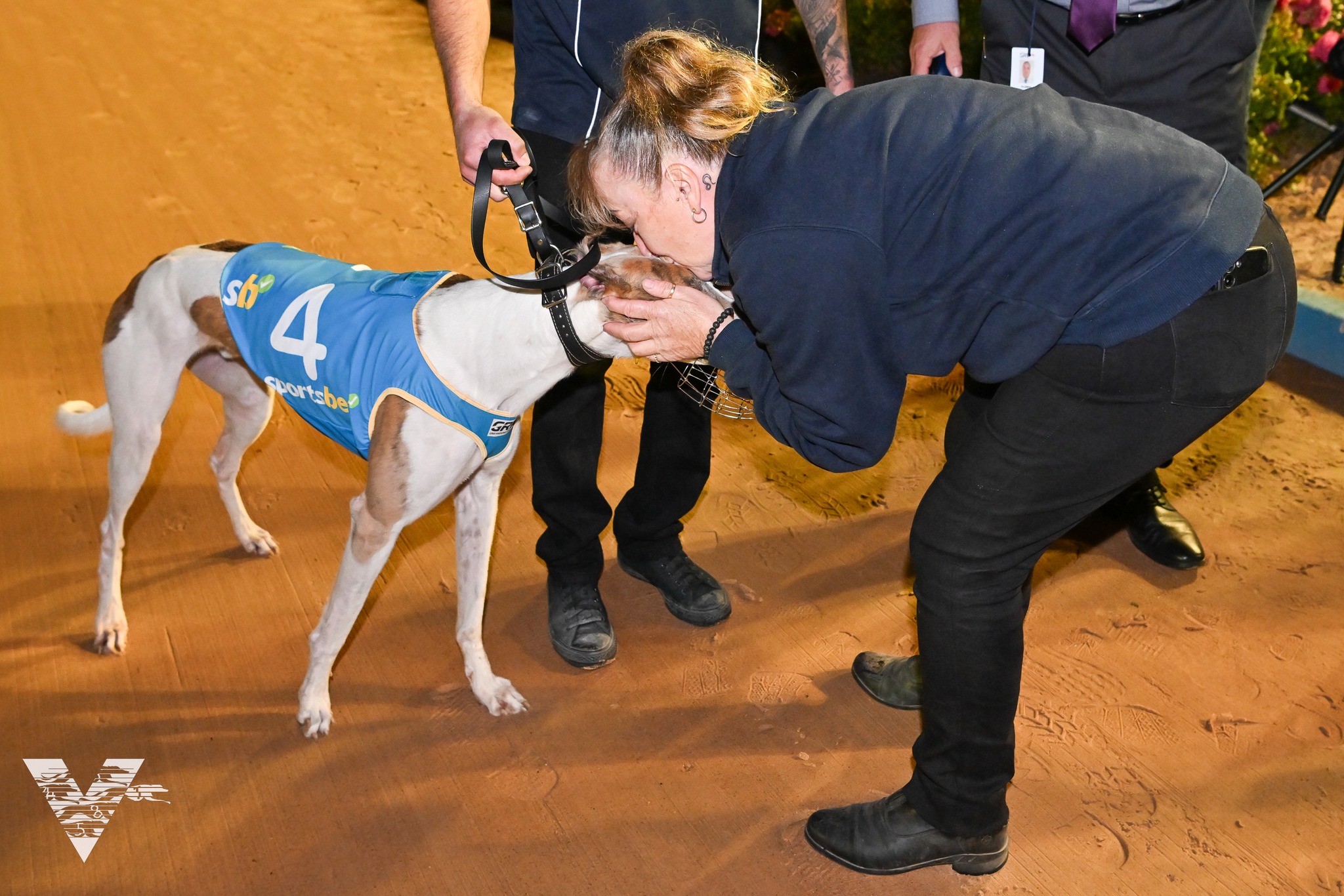 Mallia Dreaming Big On Australian Cup Night - Greyhound Recorder