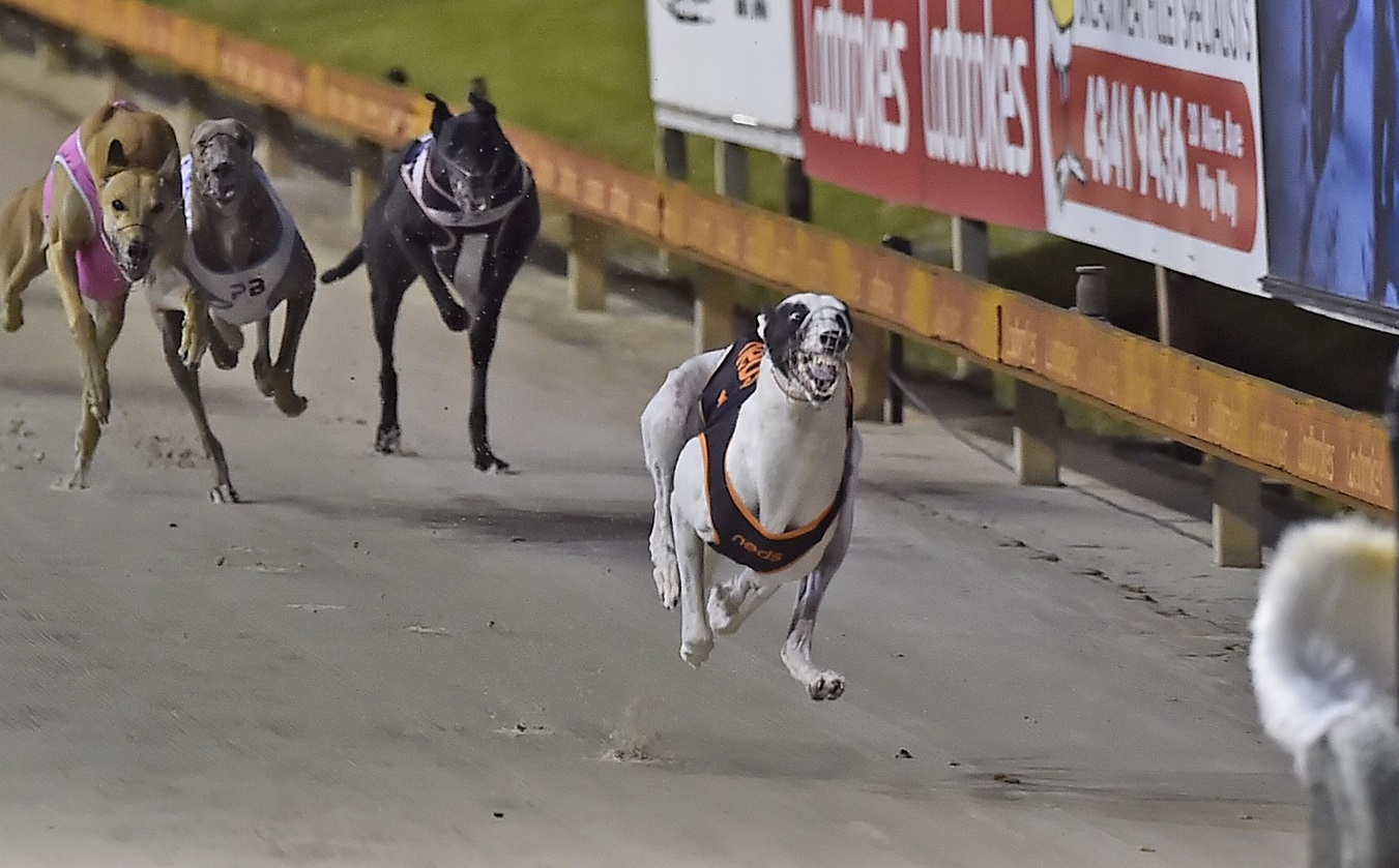 ‘Better Than Trojan': Huge Praise For Tootsie Tears - Greyhound Recorder