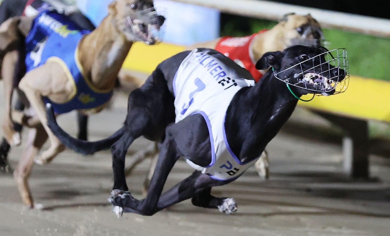 Ferness Finds His Groove Ahead Of Vic Peters - Greyhound Recorder