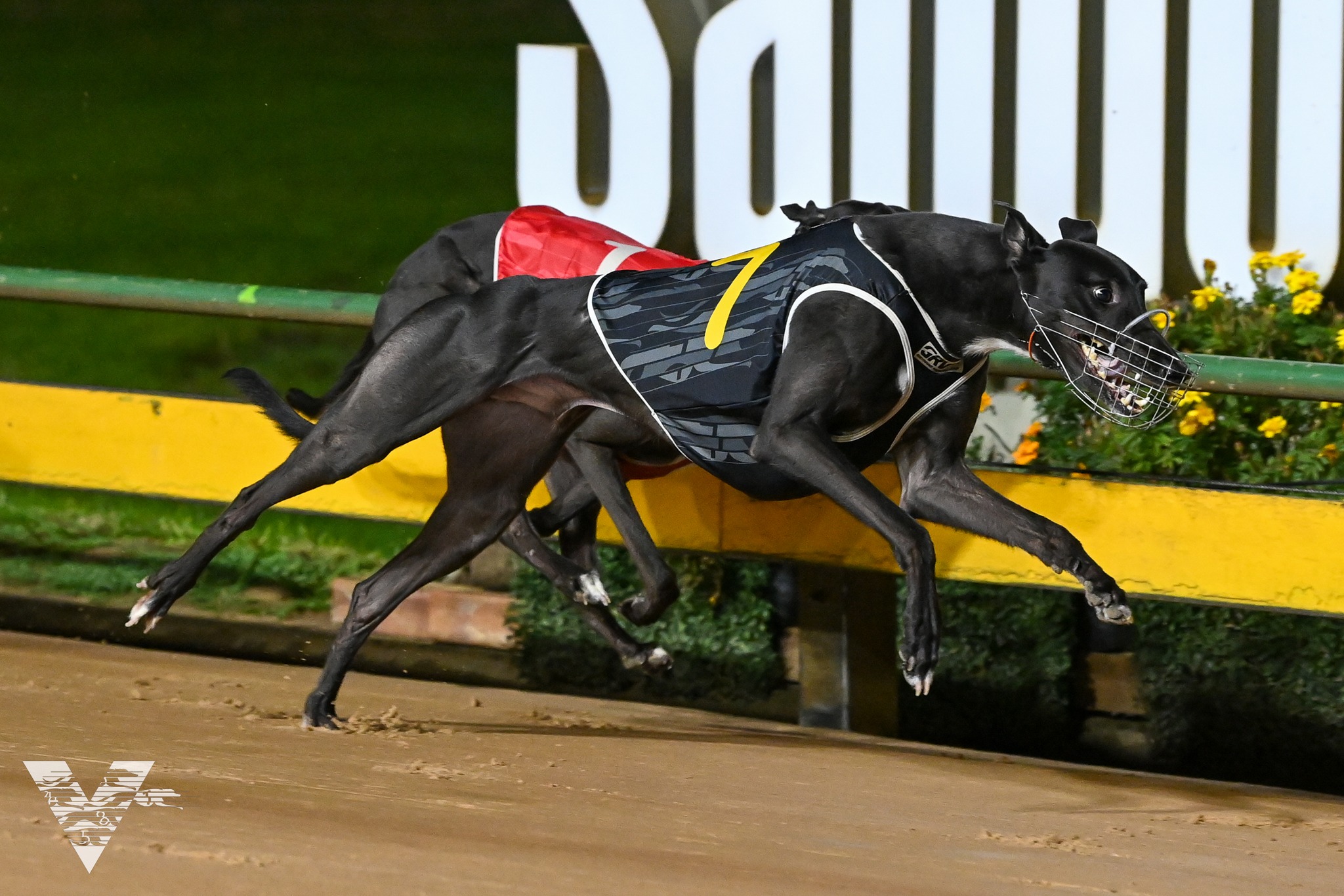 ‘Modest' Purchase Sets Scorching Perth Cup Pace - Greyhound Recorder