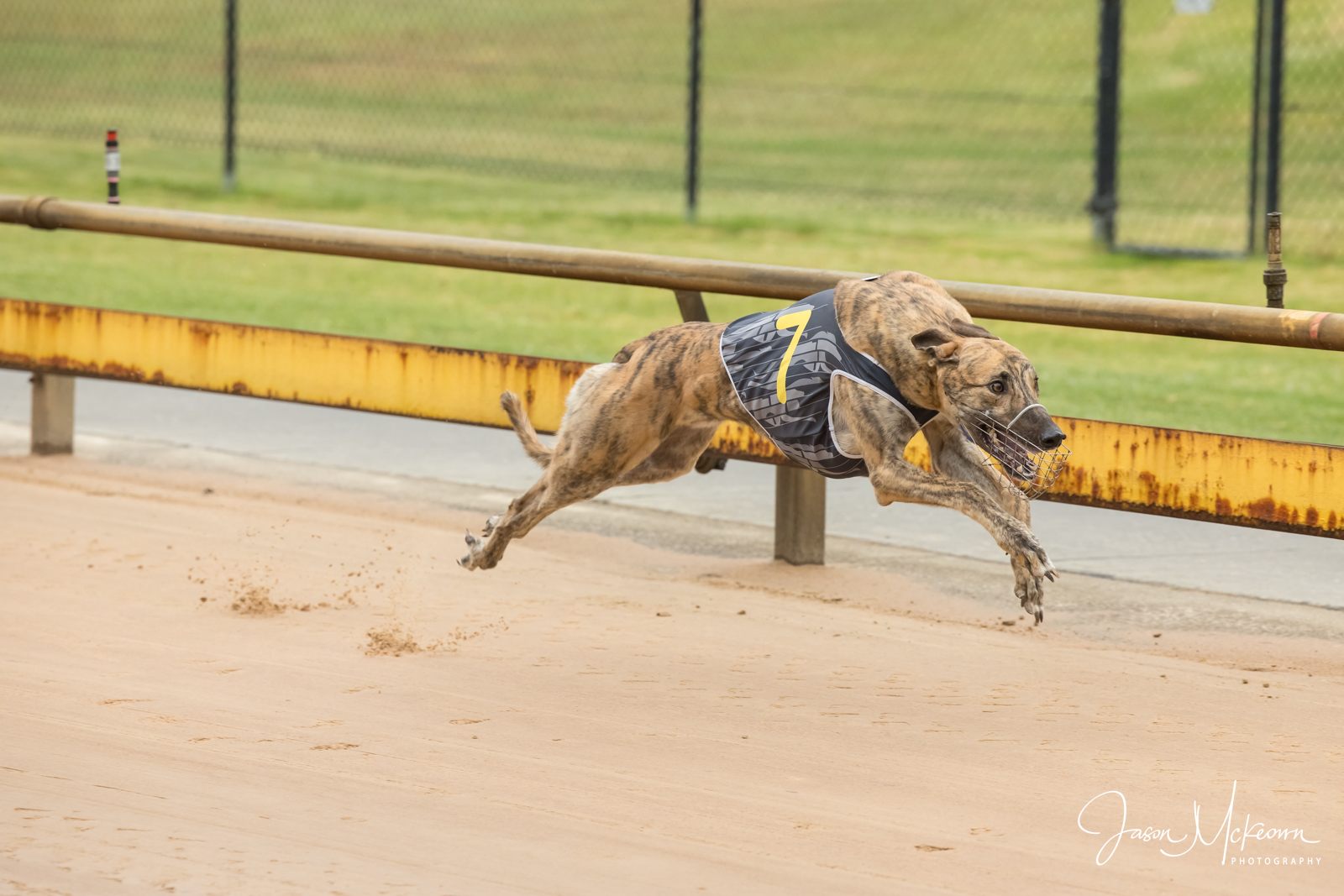 Shall Not Sets Healesville Record Straight - Greyhound Recorder