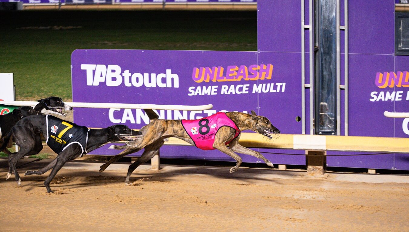 Extremely Special: Withers' Perth Cup Dream - Greyhound Recorder