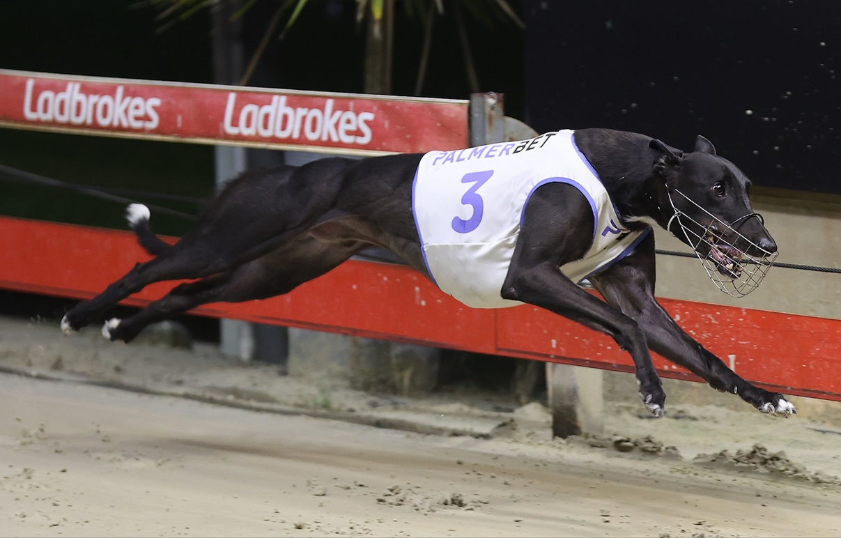 Emotions Fly Following Remarkable Return - Greyhound Recorder