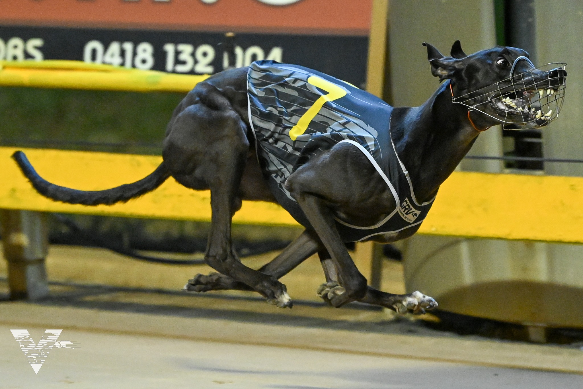 Flying Zulu Back With A Bang In Shepparton Cup - Greyhound Recorder