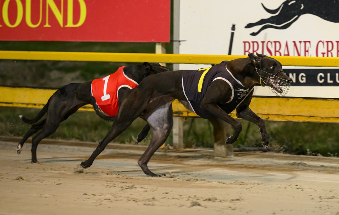 Tributes Flow For Reimer After Winged Runner - Greyhound Recorder
