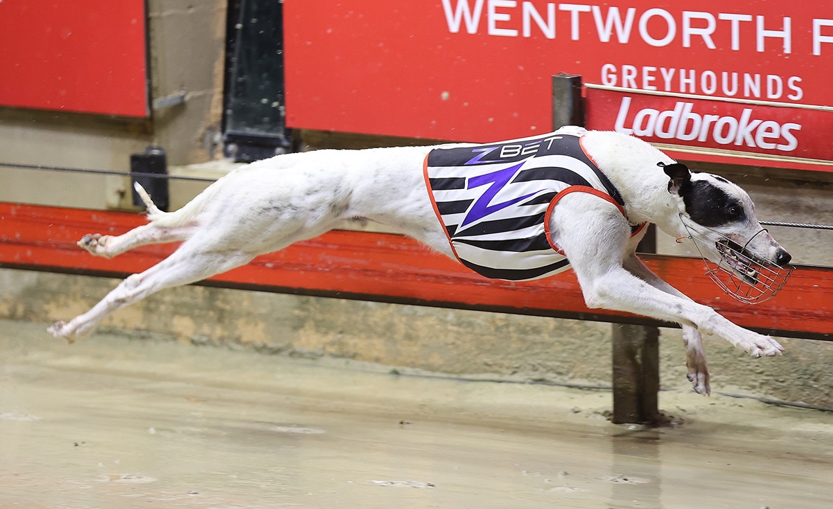Superstar Ethics Out To Upset 'Promoter's Dream' - Greyhound Recorder
