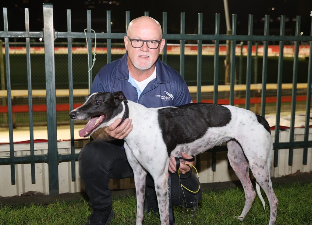 Mortified Retired, Breeding Barn Awaits - Greyhound Recorder