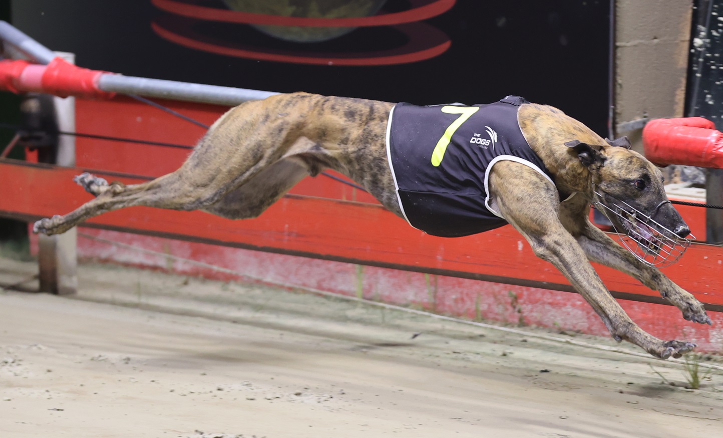 Zipping Megatron At Stud Dog - The Greyhound Recorder
