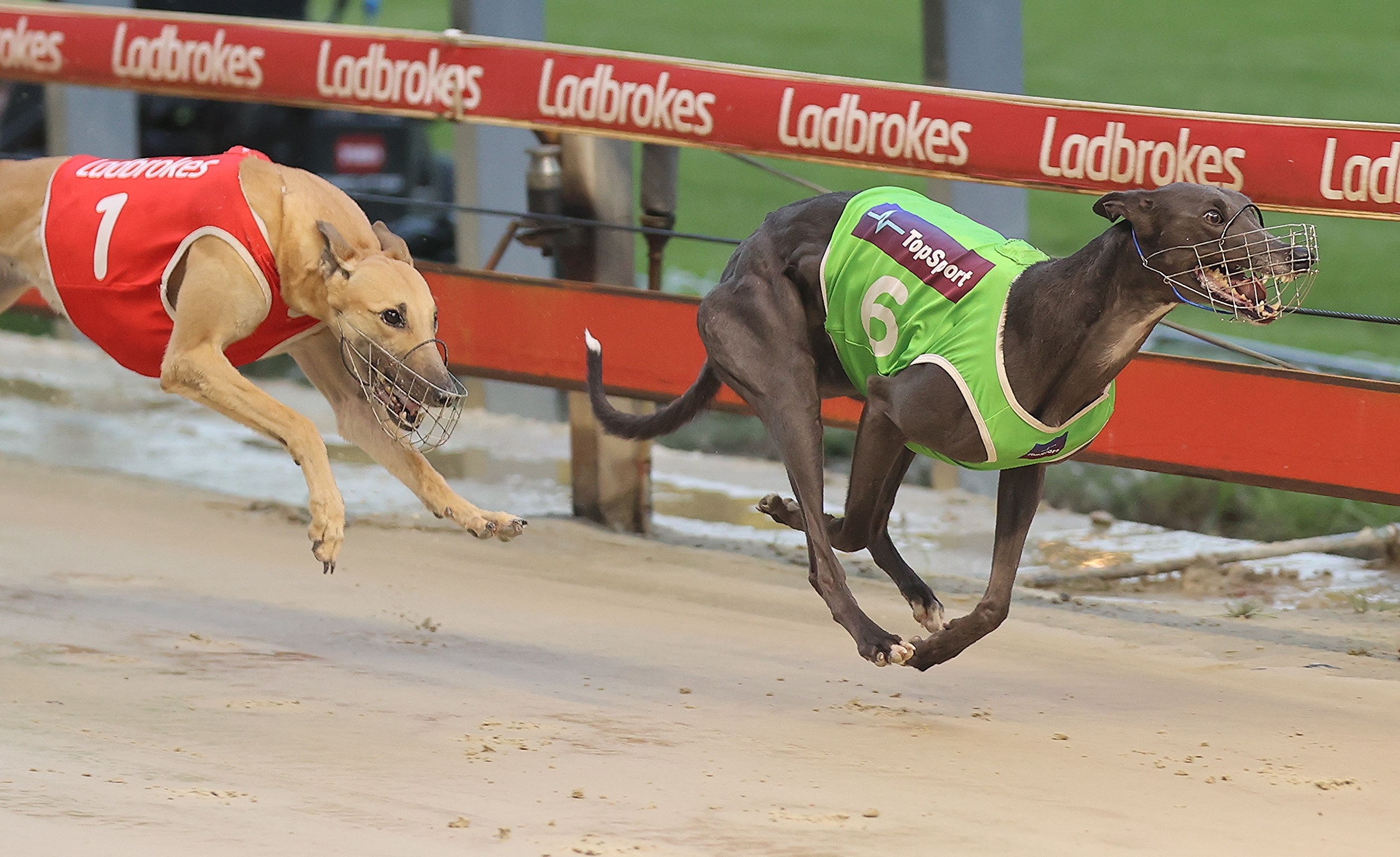 Smith Confident Amy Can Prove Cup 'Surprise Packet' - Greyhound Recorder