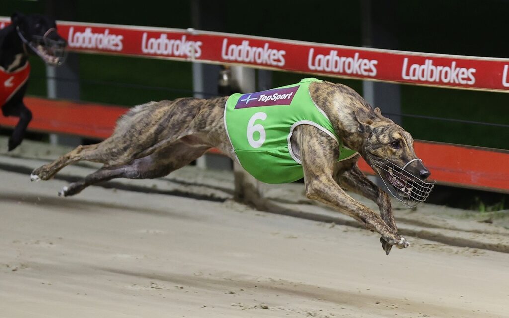 Ezra Man Out To Create Geelong Cup Headlines - Greyhound Recorder