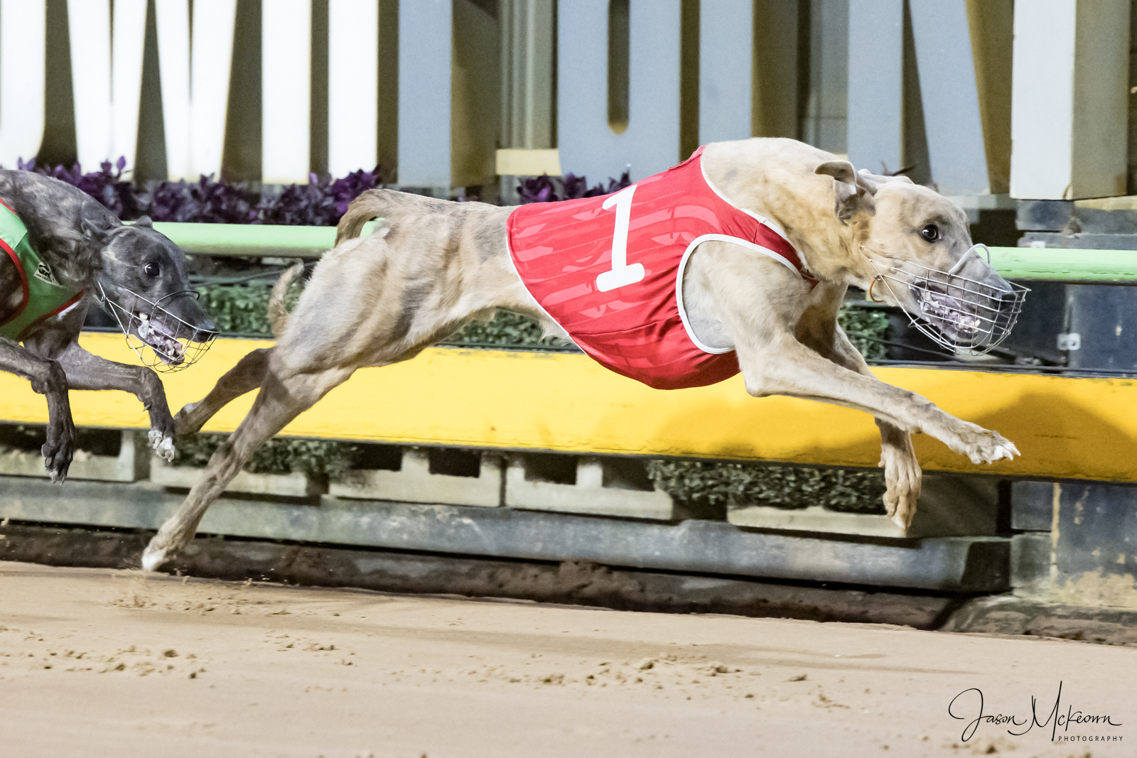 Ezra Man Out To Create Geelong Cup Headlines - Greyhound Recorder