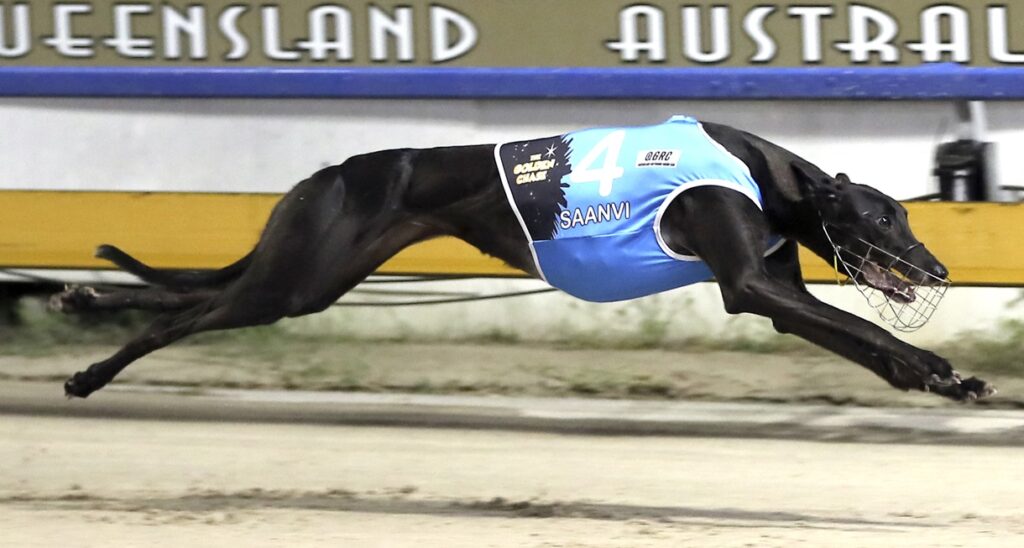 Saanvi Stuns In Golden Chase Auction Romp - Greyhound Recorder