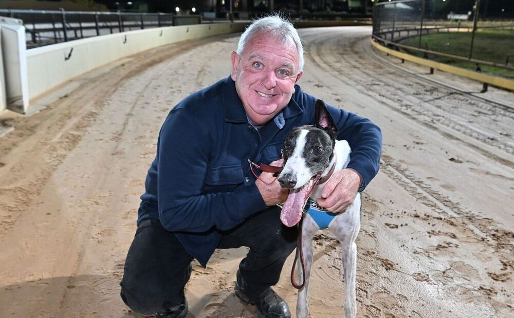 Storm Surrounds Stroller's Third Geelong Cup Bid - Greyhound Recorder