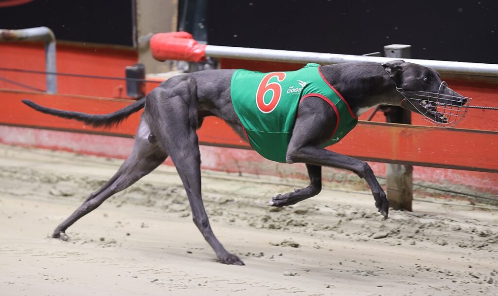 Slashing Trial Has Sheba Set For Black Top Showing - Greyhound Recorder