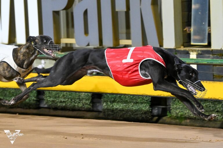Greyhound Racing News - Greyhound Recorder