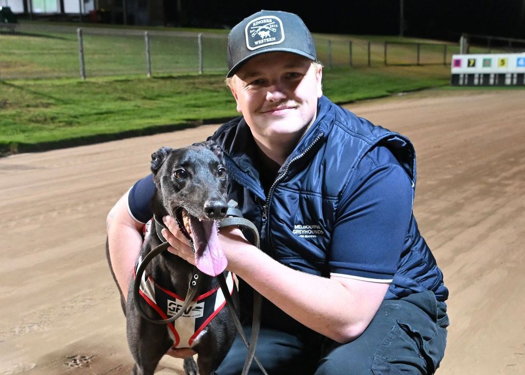 Morton's Star ‘Turn' In Warrnambool Cup Heats - Greyhound Recorder