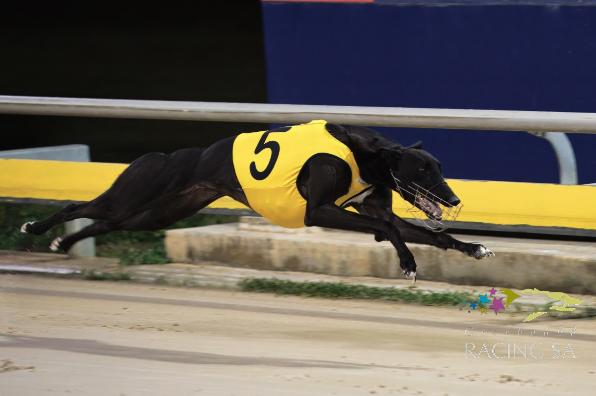 Yoda Lady Getting Better Ahead Of Howard Ashton - Greyhound Recorder