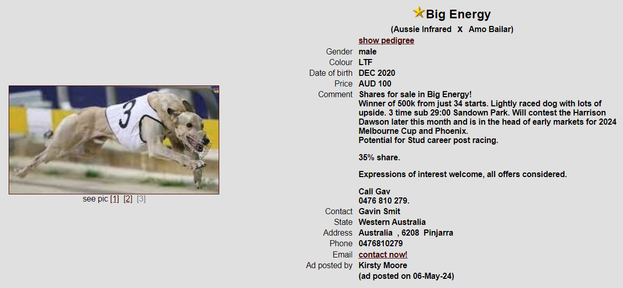 Mile A Minute Facing Acid Test In Derby - Greyhound Recorder