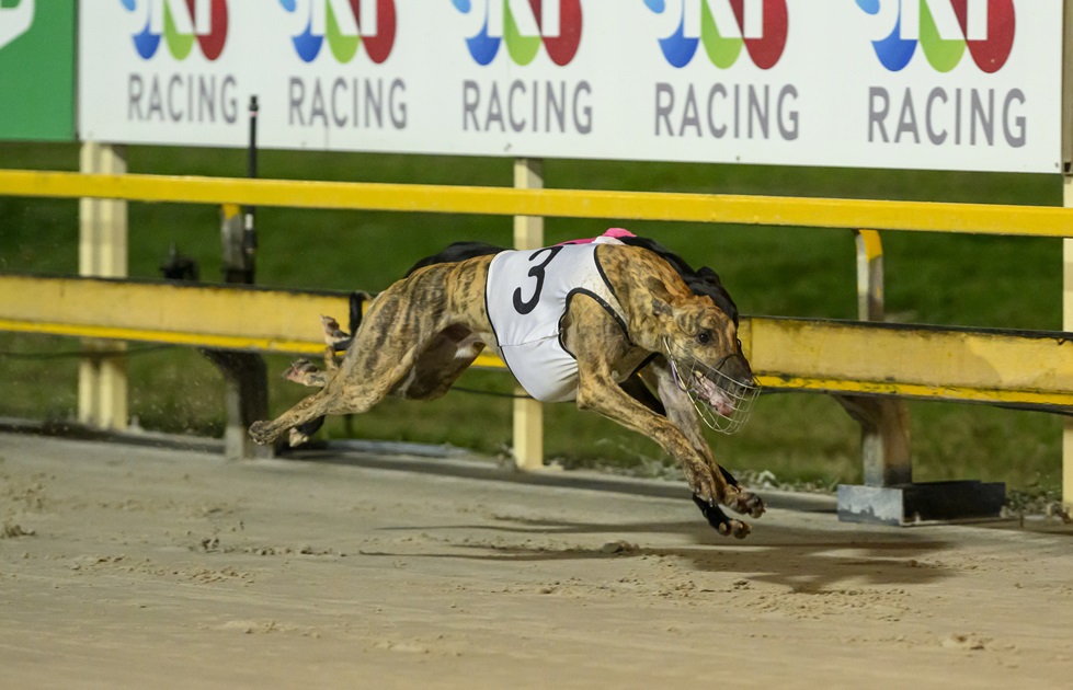 Brett, Thompson Set To Continue Cup Domination - Greyhound Recorder