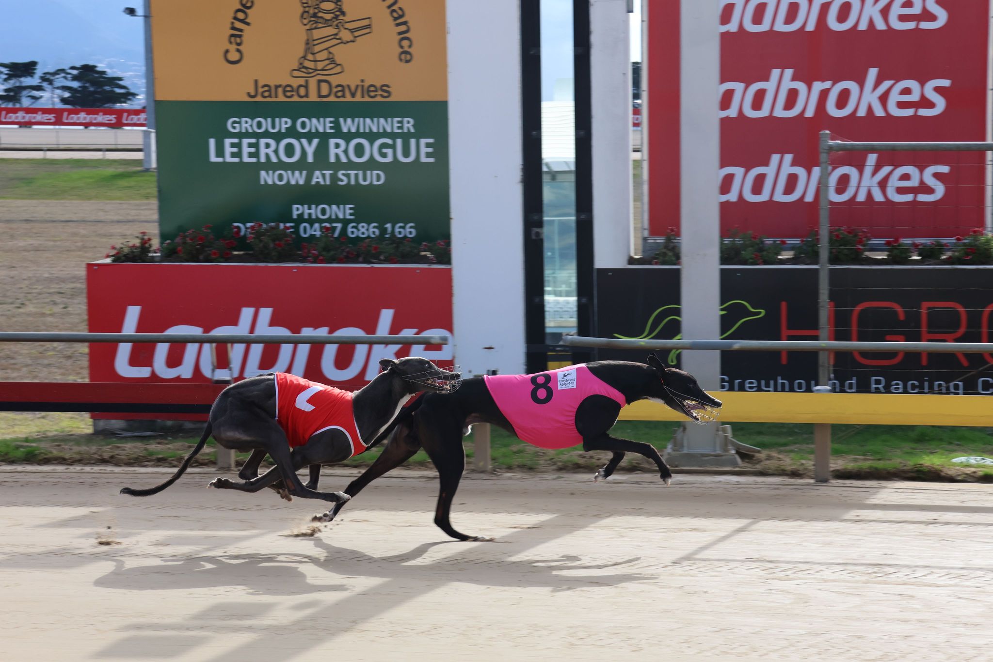 Rojo Diamond Sets Ivory Memorial Classic Pace - Greyhound Recorder