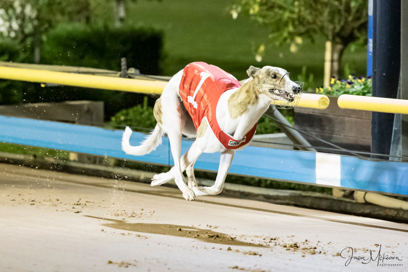 ‘Paw' Patrol Ushers In New Wheeler Era - Greyhound Recorder