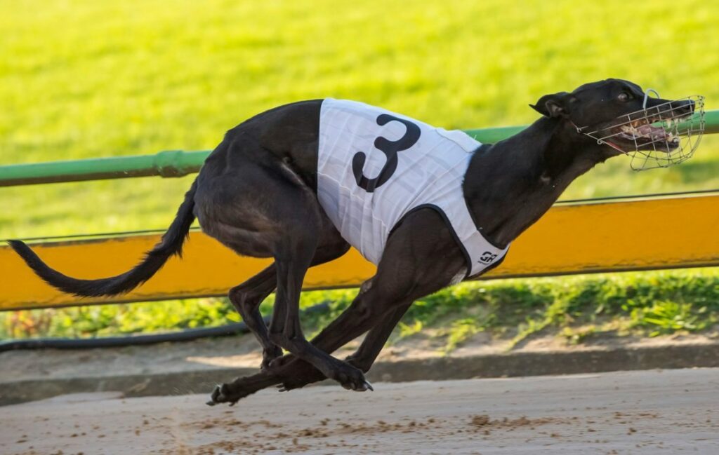 Millie To Prove A Pick Me Up For Whyte - Greyhound Recorder