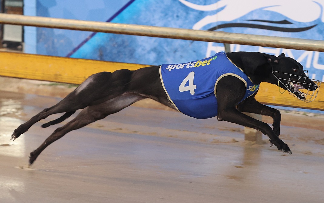 Lomas On Cloud Nine After 'Dream' Result - Greyhound Recorder