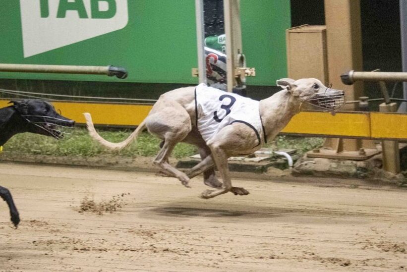 Boody Calls For RQ To Sort Out Rocky Lure Problems - Greyhound Recorder